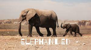 Year 12 Proactive Program - Elephant Ed - Nossal High School